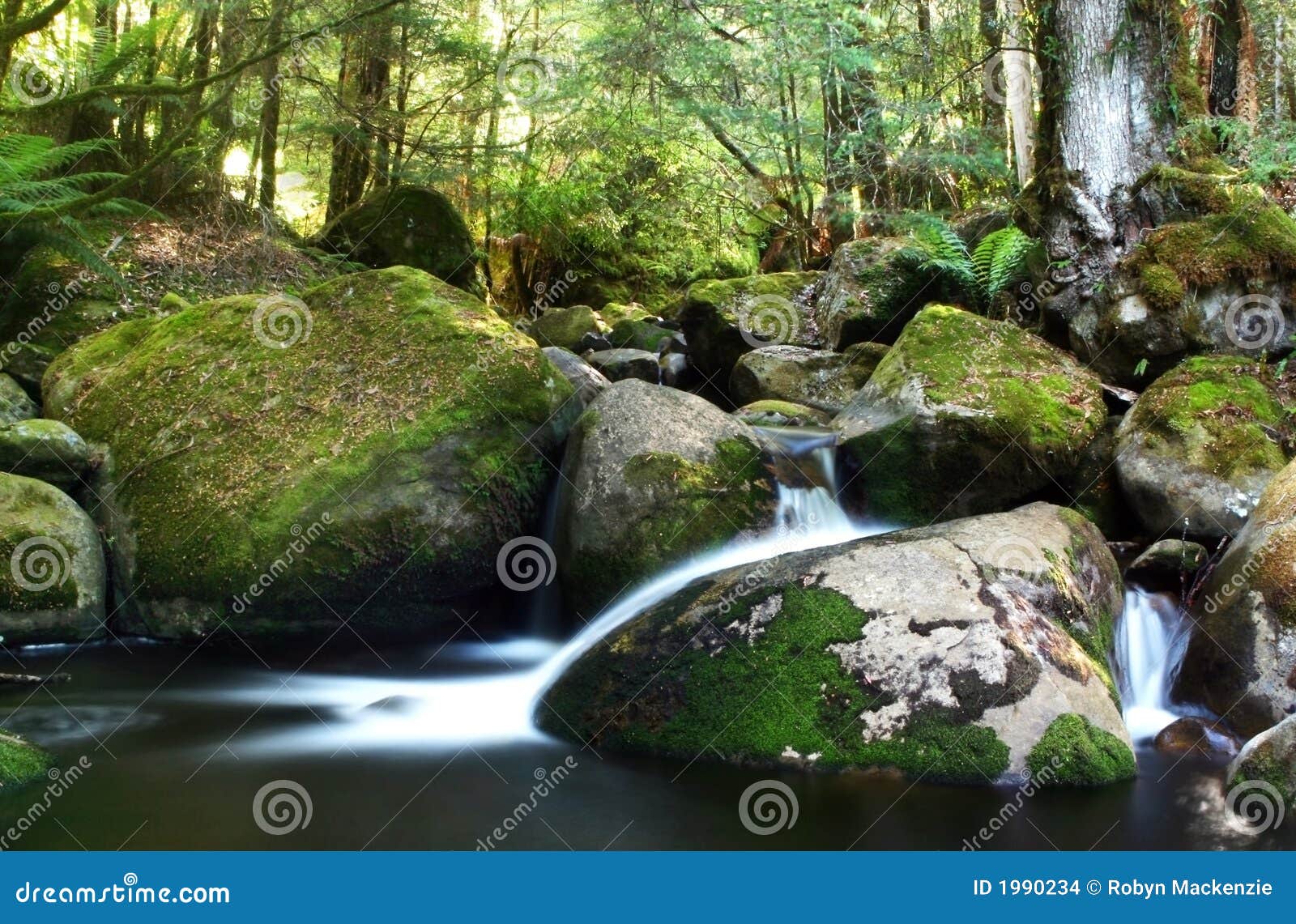 Río de la selva tropical foto de archivo. Imagen de australiano - 1990234