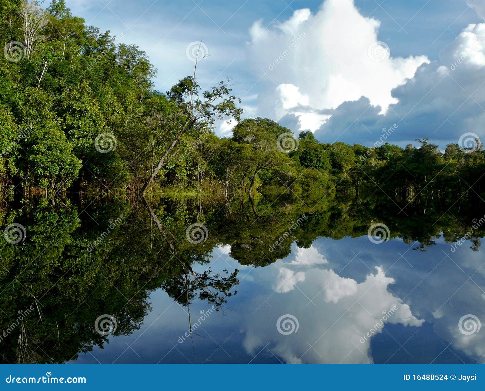 Río Del Amazonas, El Brasil Foto de archivo - Imagen de bosque, brasil ...