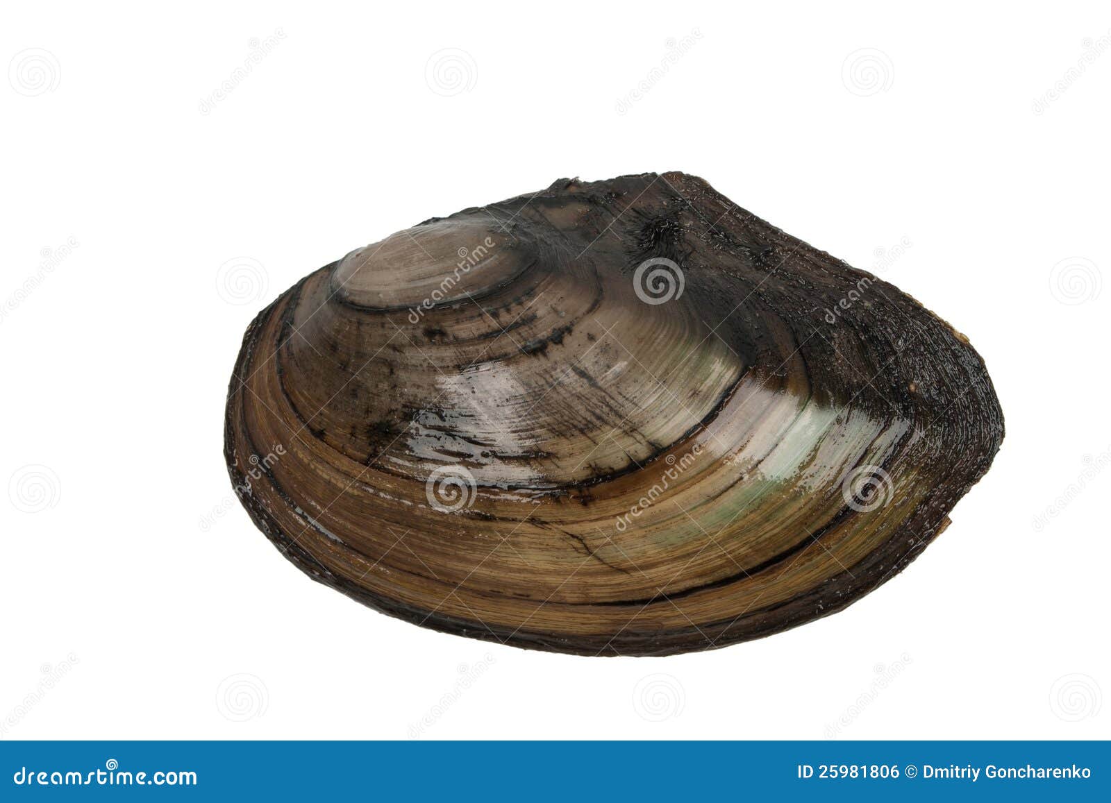 Río del shell de la almeja foto de archivo. Imagen de plato - 25981806