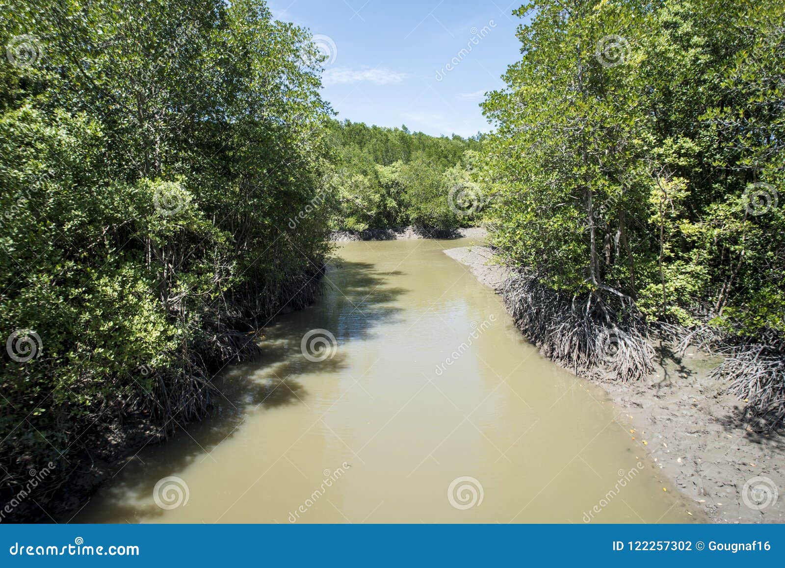Río En El Mangle En La Isla Del Mono Del ` S Del Gio De La Poder Foto ...
