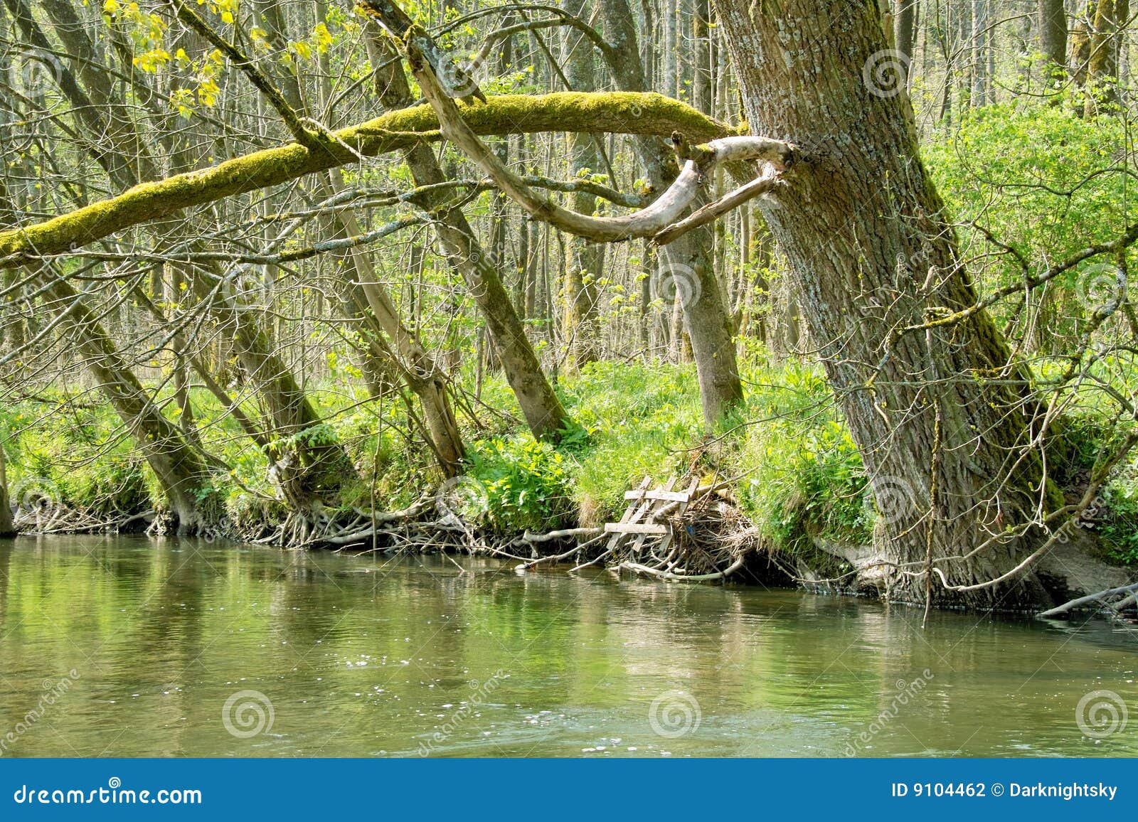 Río y árboles foto de archivo. Imagen de selva, espejo - 9104462