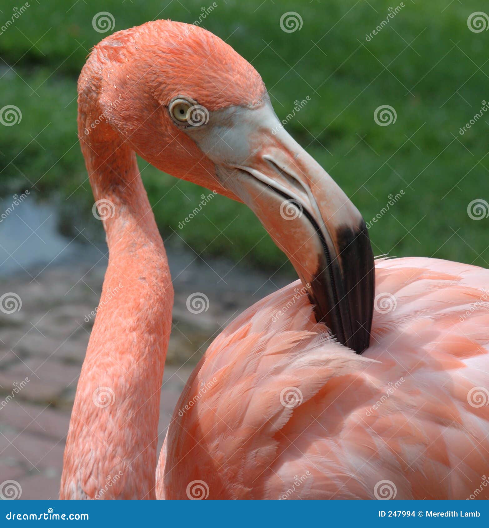 Różowy flaming gotowe zdjęcie stock. Obraz złożonej z floryda - 247994