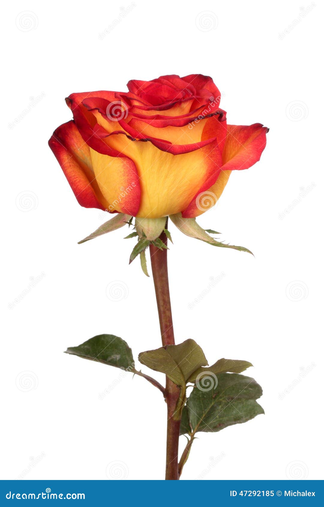 Röd och gul ros fotografering för bildbyråer. Bild av roman - 47292185