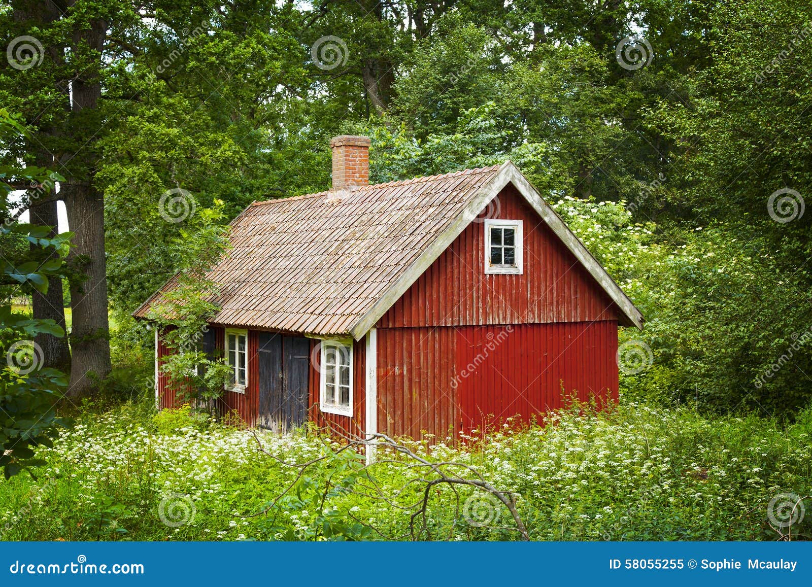 Röd svensk stuga fotografering för bildbyråer. Bild av natur - 58055255