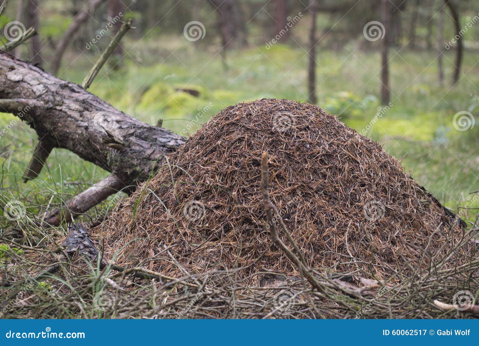 Röd Wood Myra, Myrstack, Formica- Rufa Fotografering för Bildbyråer ...