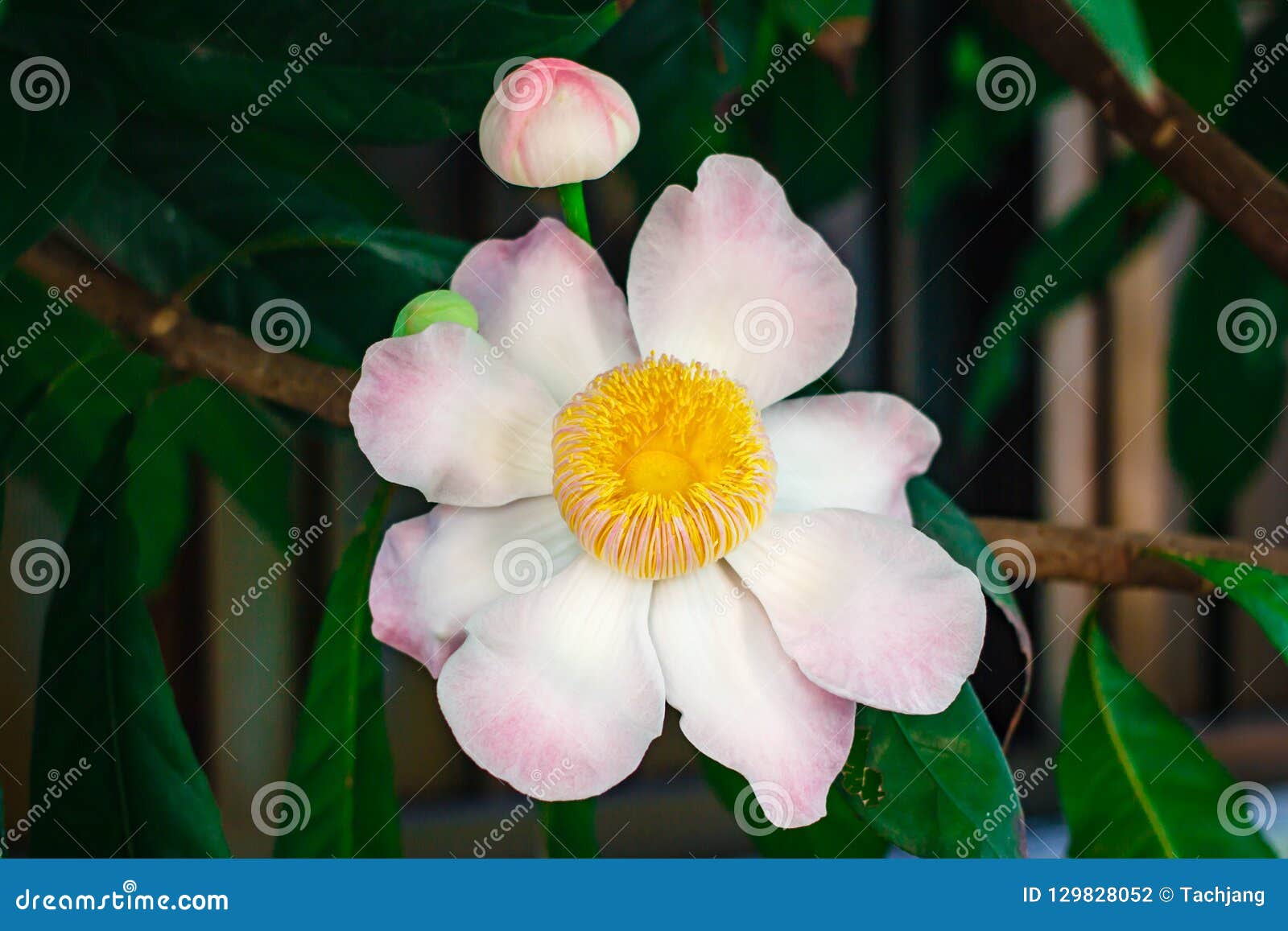 Gustavia Gracillima, White Gustavia, White Lotus Flower. Foto de ...