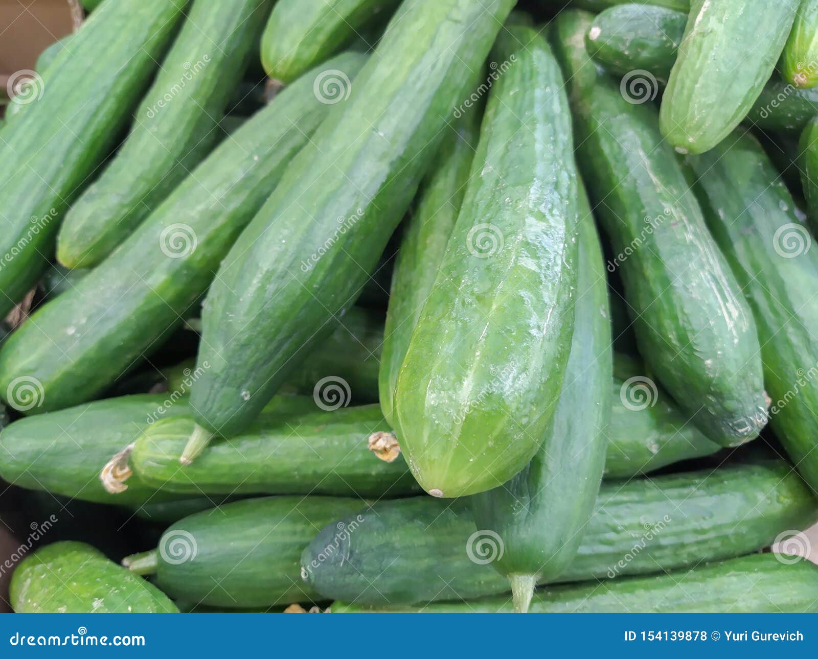 R?colte De Concombre Beaucoup De Concombres Concombres Du Champ Photo stock - Image du ...