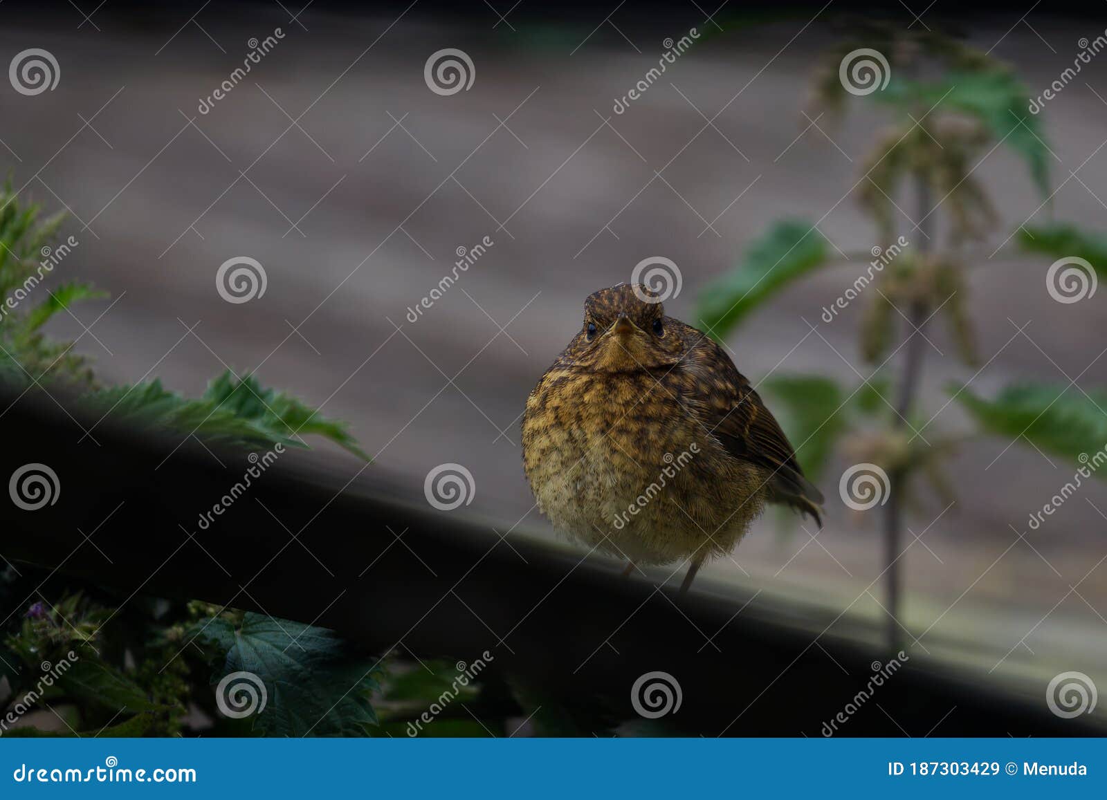 European Robin Fledgling Exploring the Garden. Stock Image - Image of ...