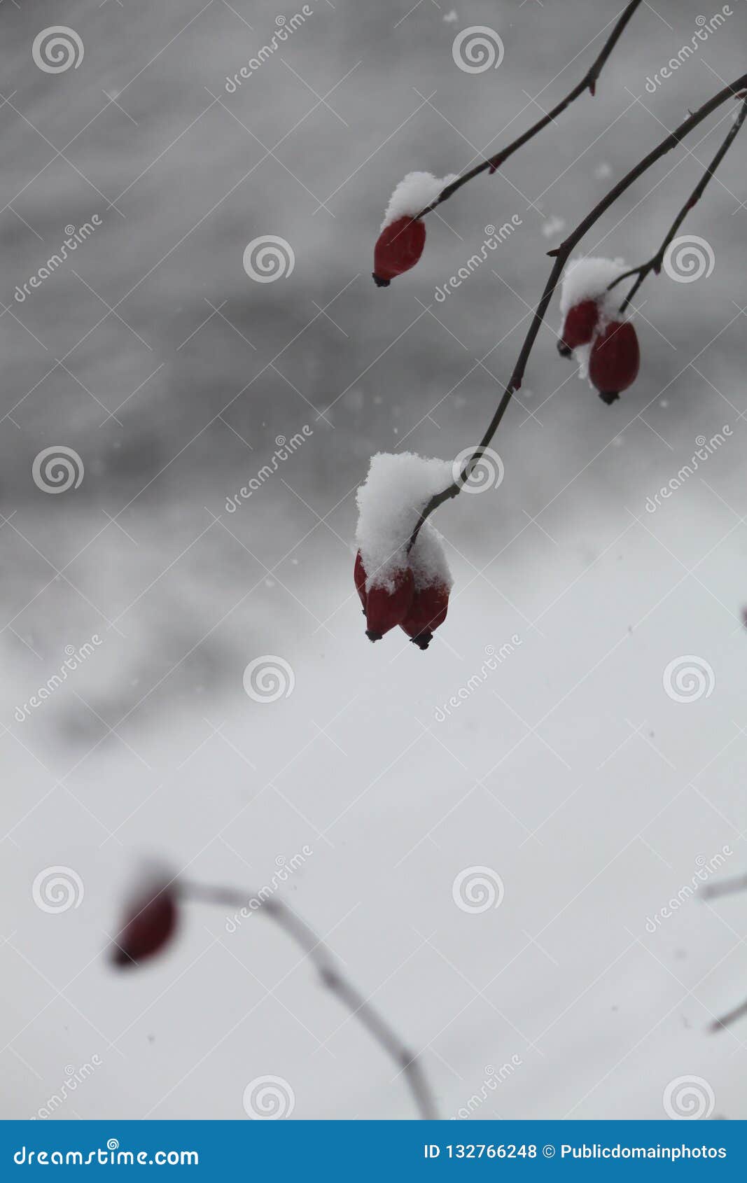 R?tt Sn?, Vinter Som Fryser Bild. Bild: 132766248