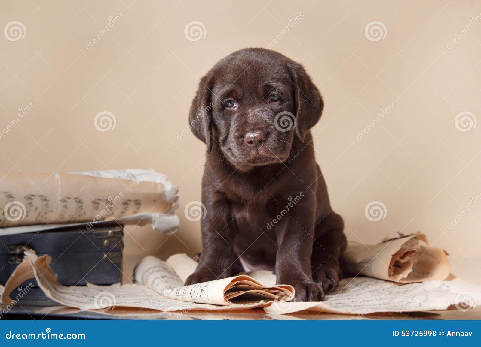 Raça Labrador Do Cachorrinho Foto de Stock - Imagem de feno, amigo ...