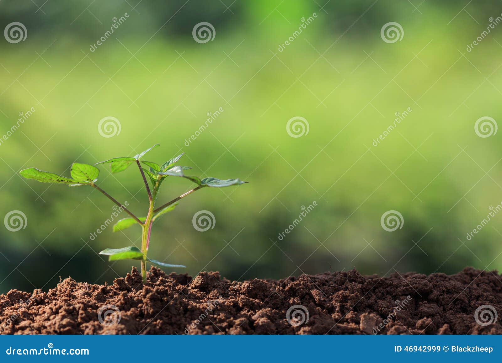 Raíces De La Semilla De La Plántula Imagen de archivo - Imagen de ...