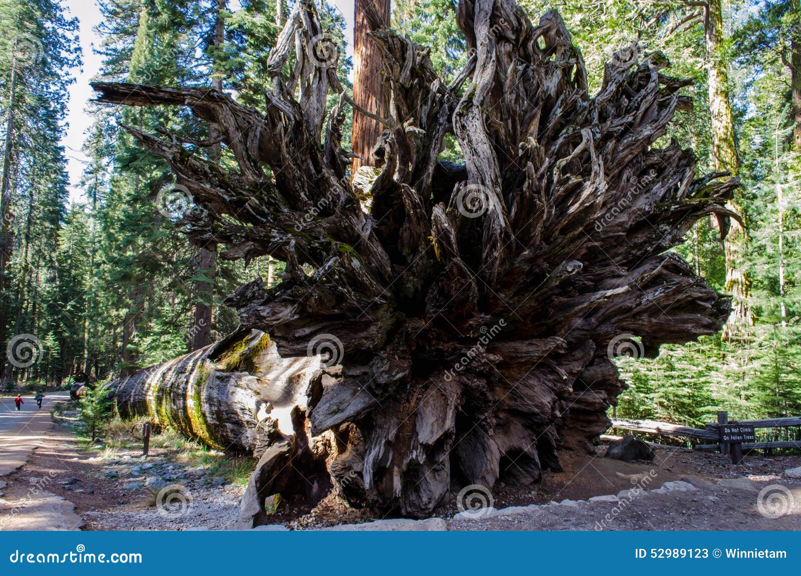 Raíces De Una Secoya Gigante Imagen de archivo - Imagen de turismo ...