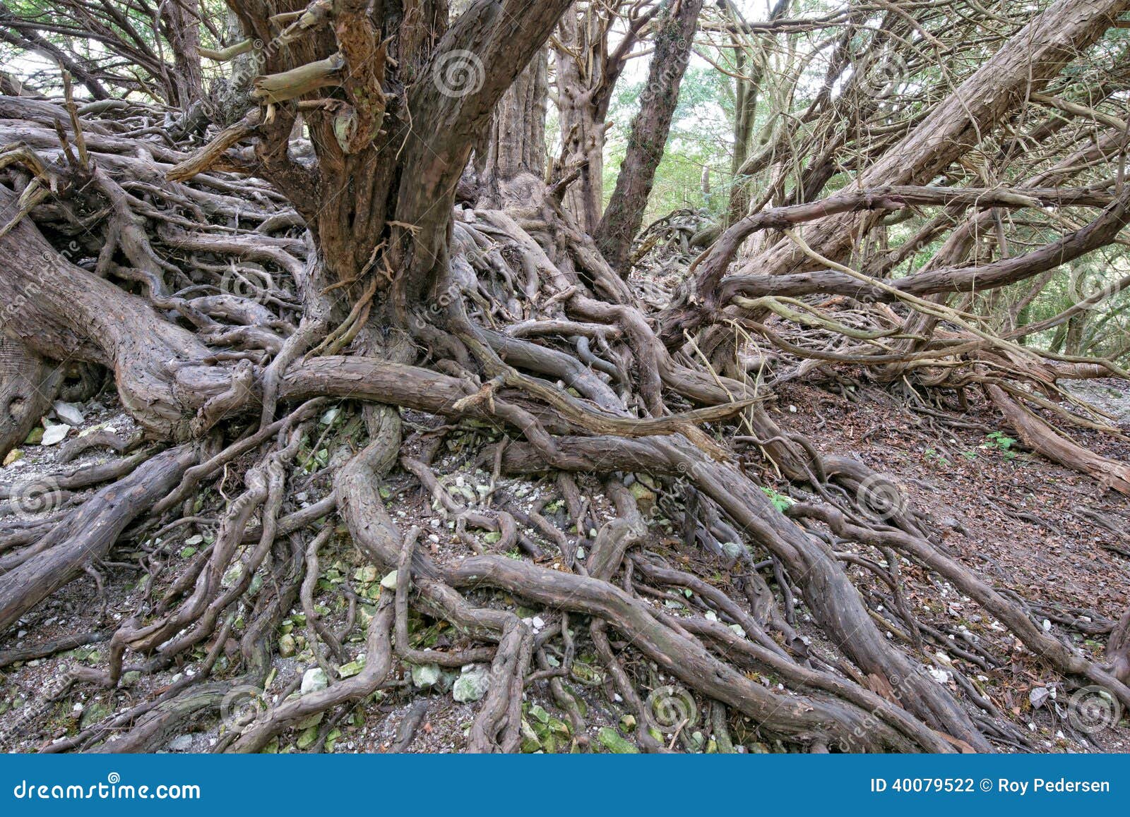 Raíces torcidas del árbol foto de archivo. Imagen de erosionado - 40079522