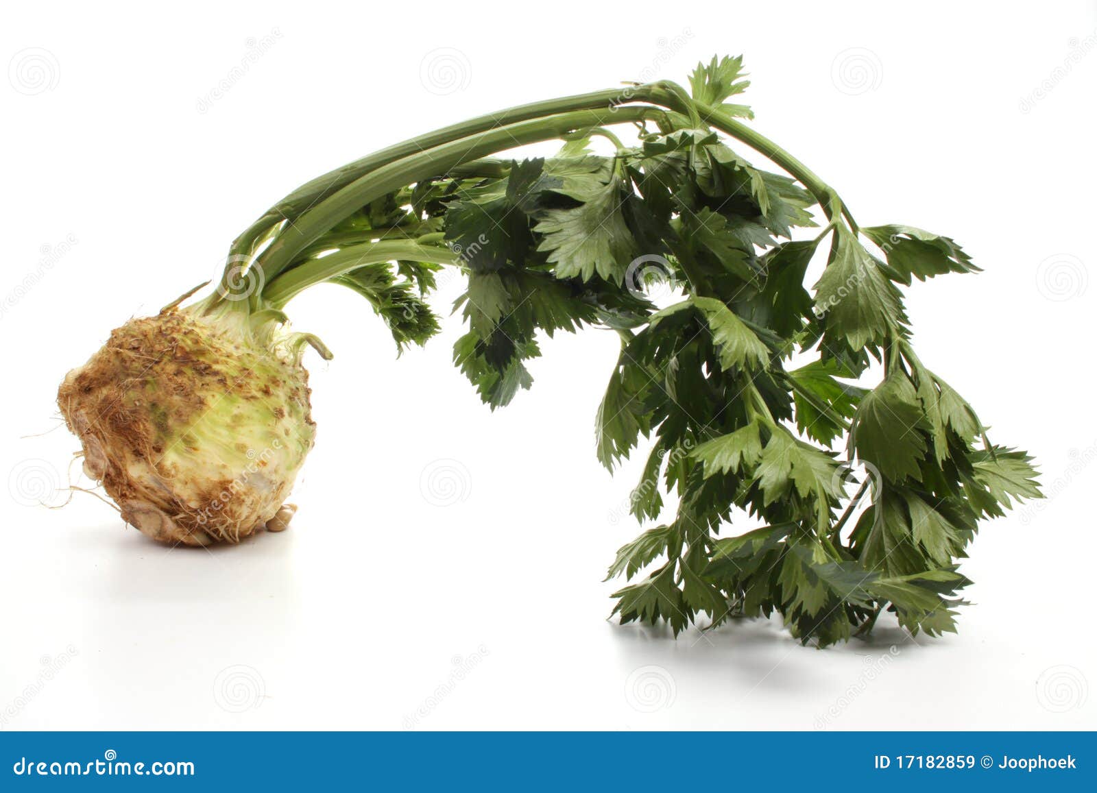 Raíz de apio imagen de archivo. Imagen de blanco, celeriaco - 17182859