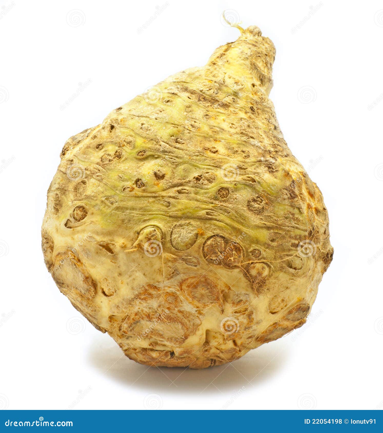 Raíz de apio foto de archivo. Imagen de cosecha, apio - 22054198