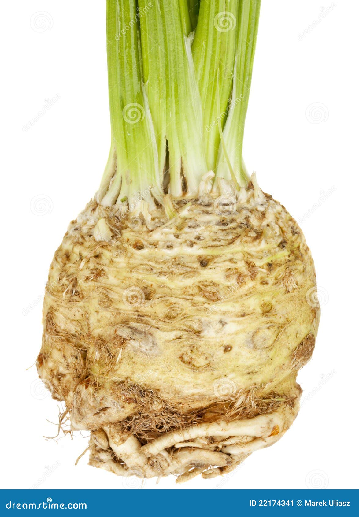 Raíz de apio (apio nabo) imagen de archivo. Imagen de celeriaco - 22174341