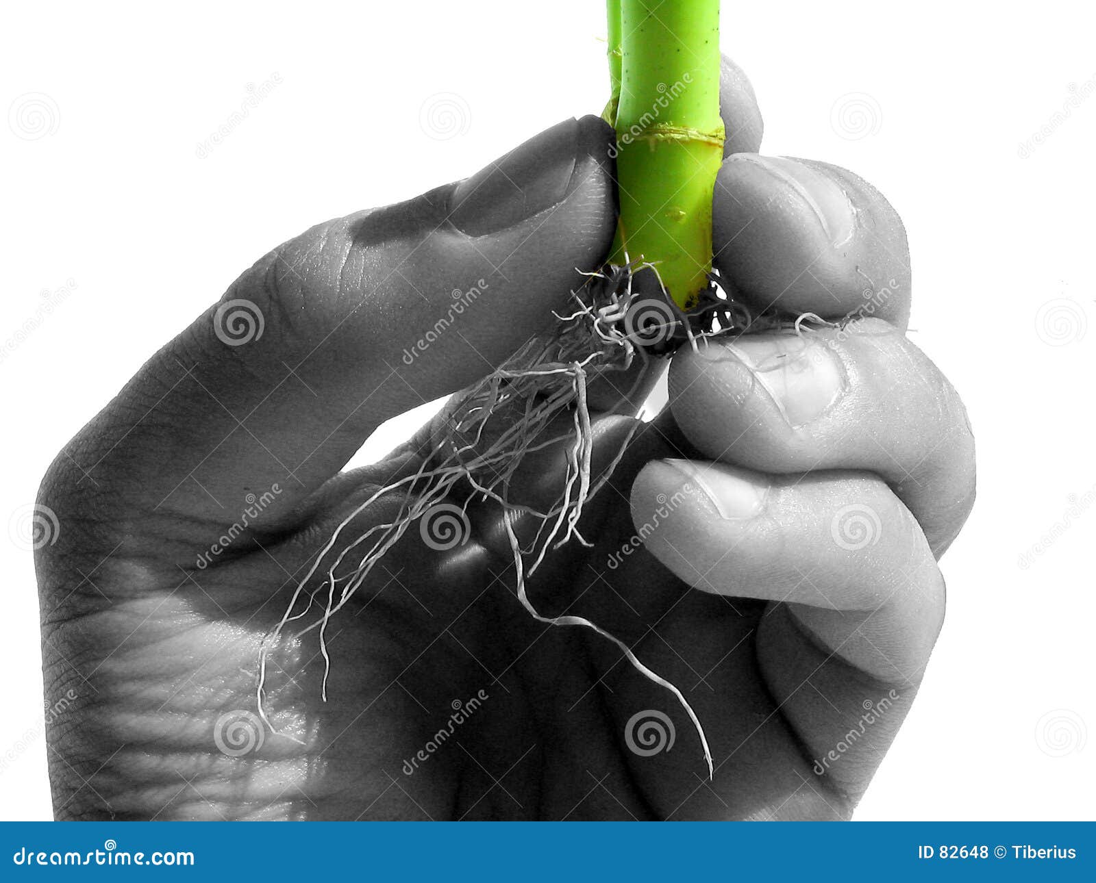 Raíz de bambú foto de archivo. Imagen de ciencia, verde - 82648