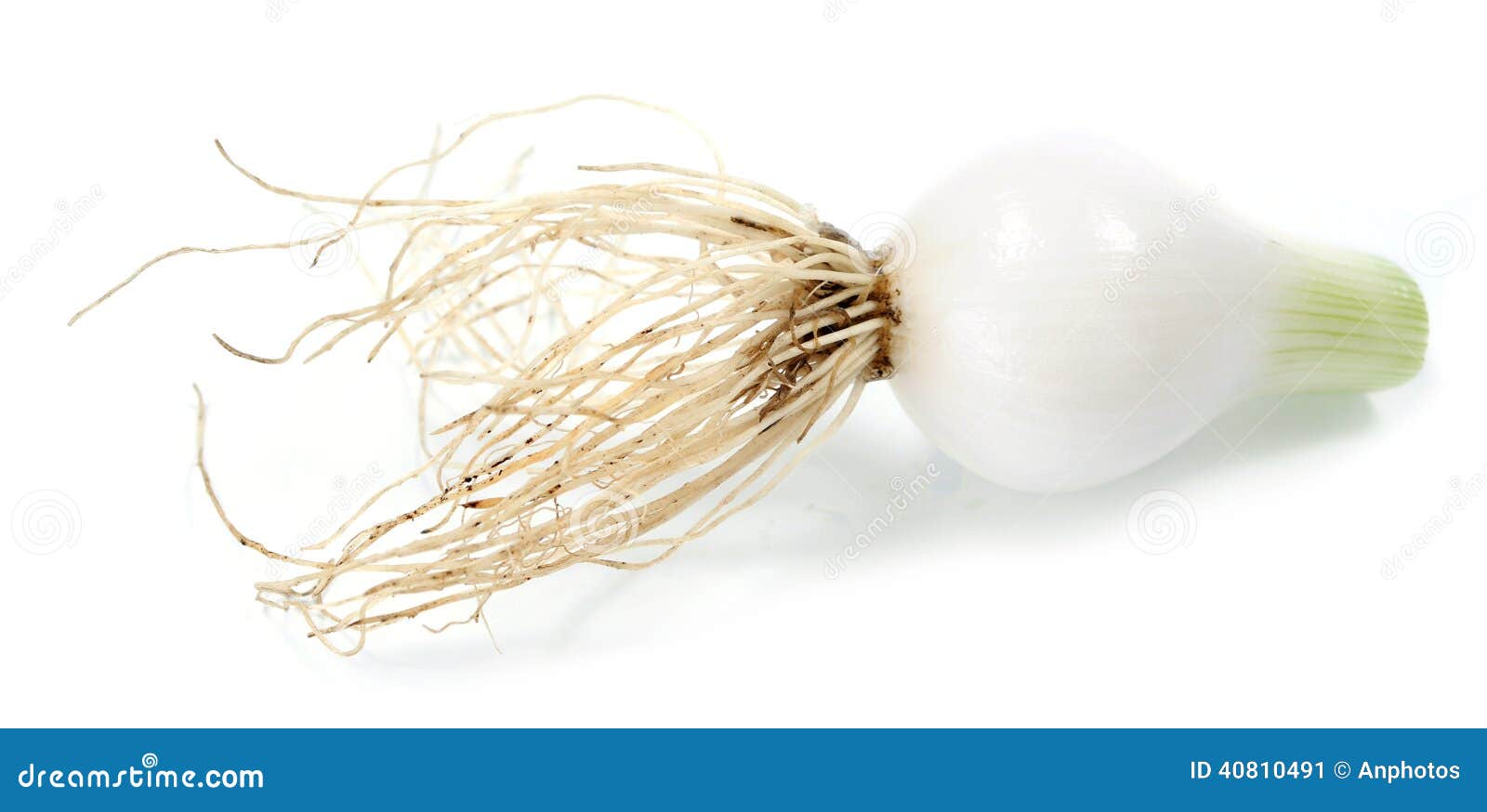 Raíz De La Cebolla Verde Fotos De Stock - Descarga 6,707 Fotos Libres ...