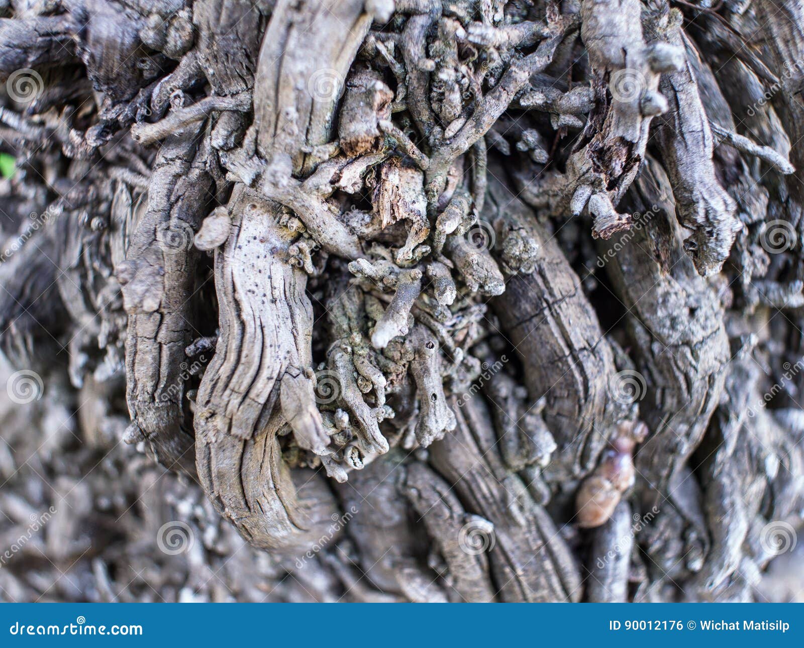 Raíz De La Palma Datilera Enana Alta Foto de archivo - Imagen de macro ...