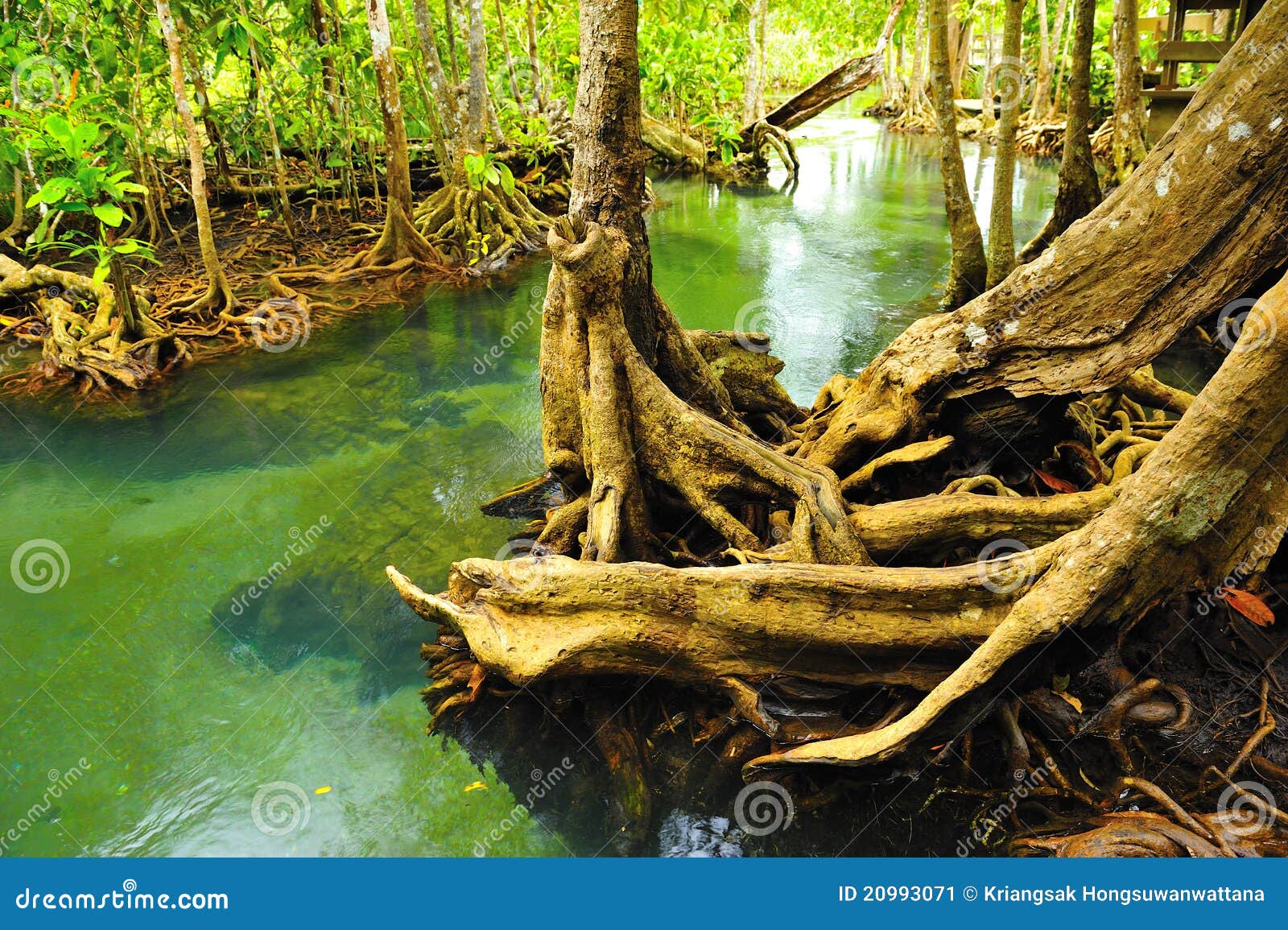 Raíz de la planta de agua imagen de archivo. Imagen de travieso - 20993071