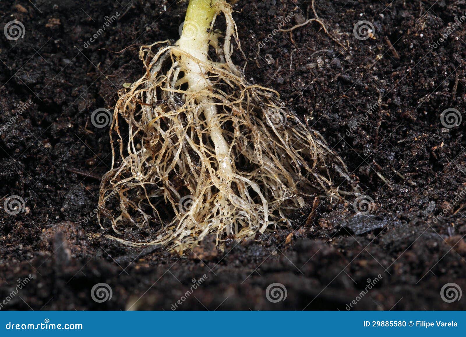 Raíz de la planta en suelo foto de archivo. Imagen de agua - 29885580