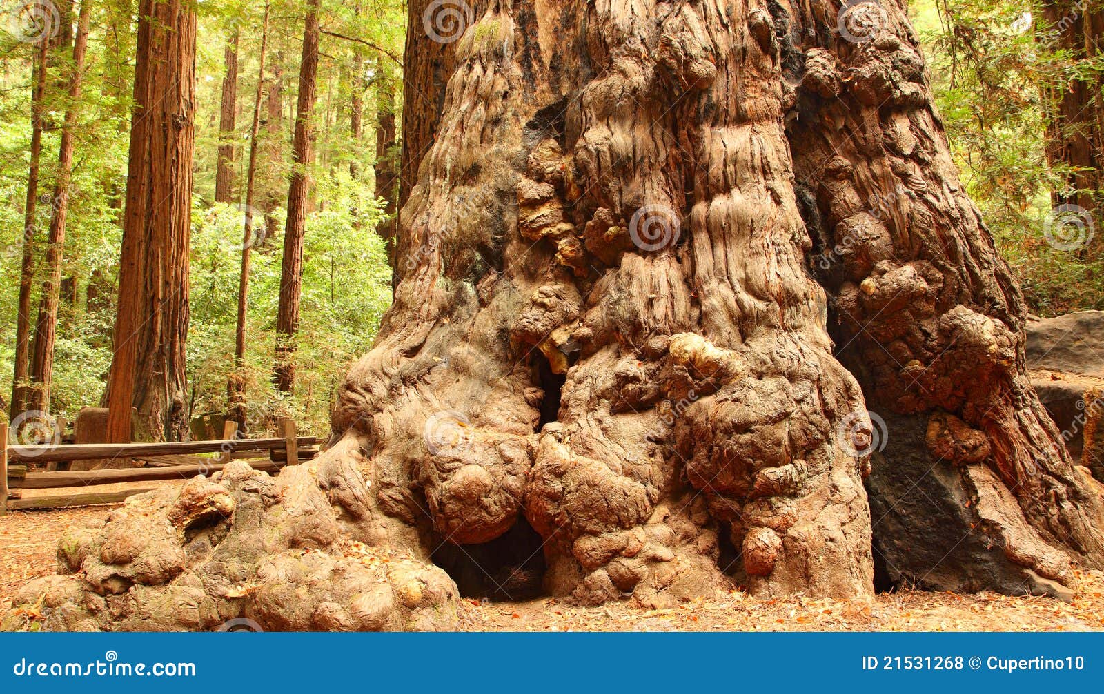 Raíz de la secoya gigante foto de archivo. Imagen de bosque - 21531268