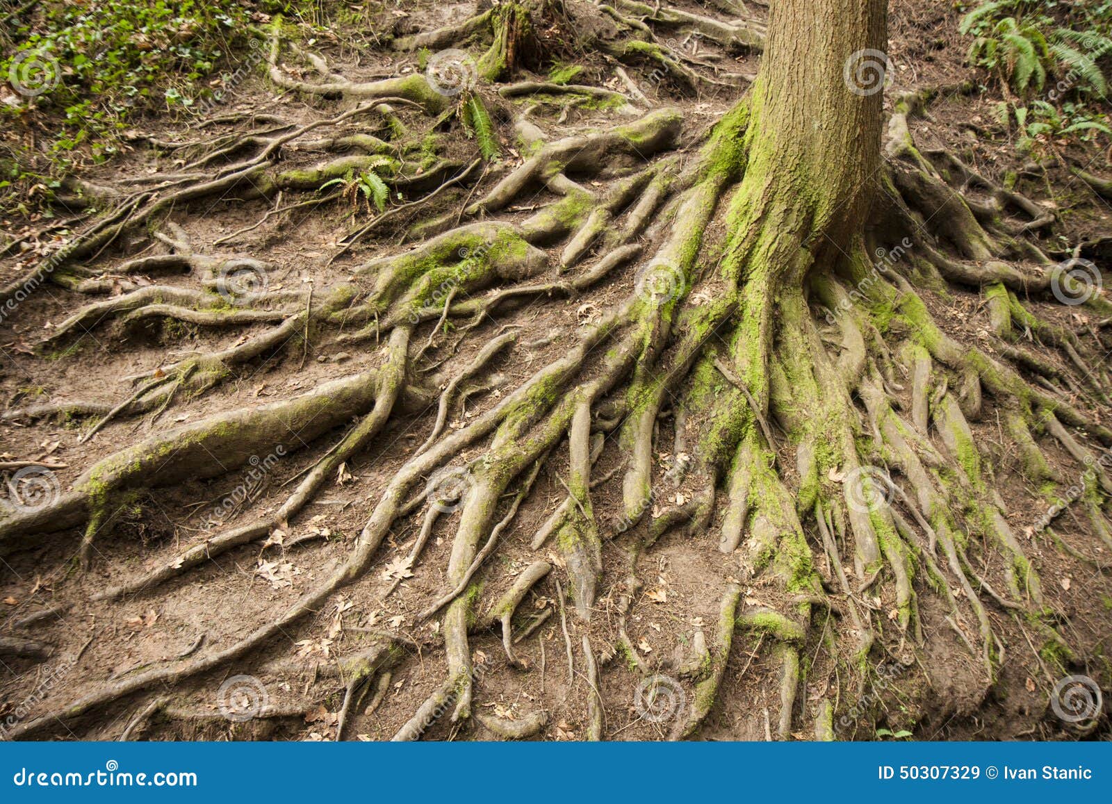 Raíz del árbol imagen de archivo. Imagen de parque, planta - 50307329