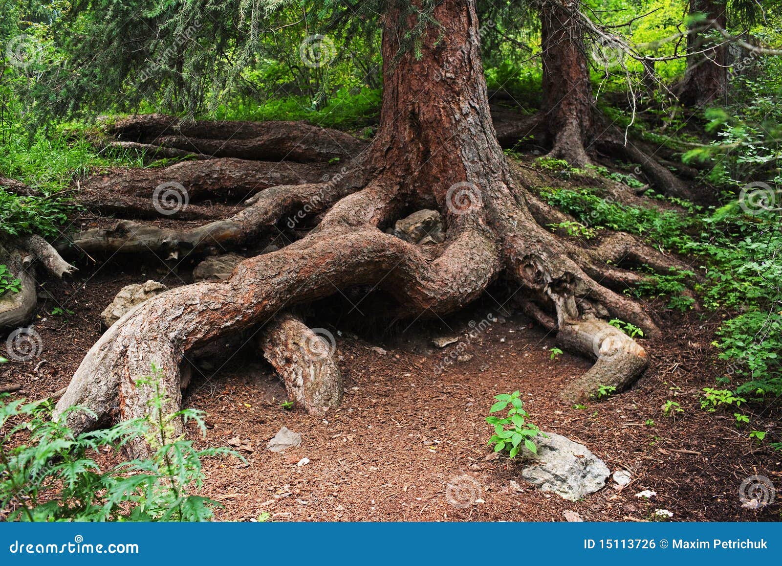 Raíz del árbol de pino foto de archivo. Imagen de yermo - 15113726