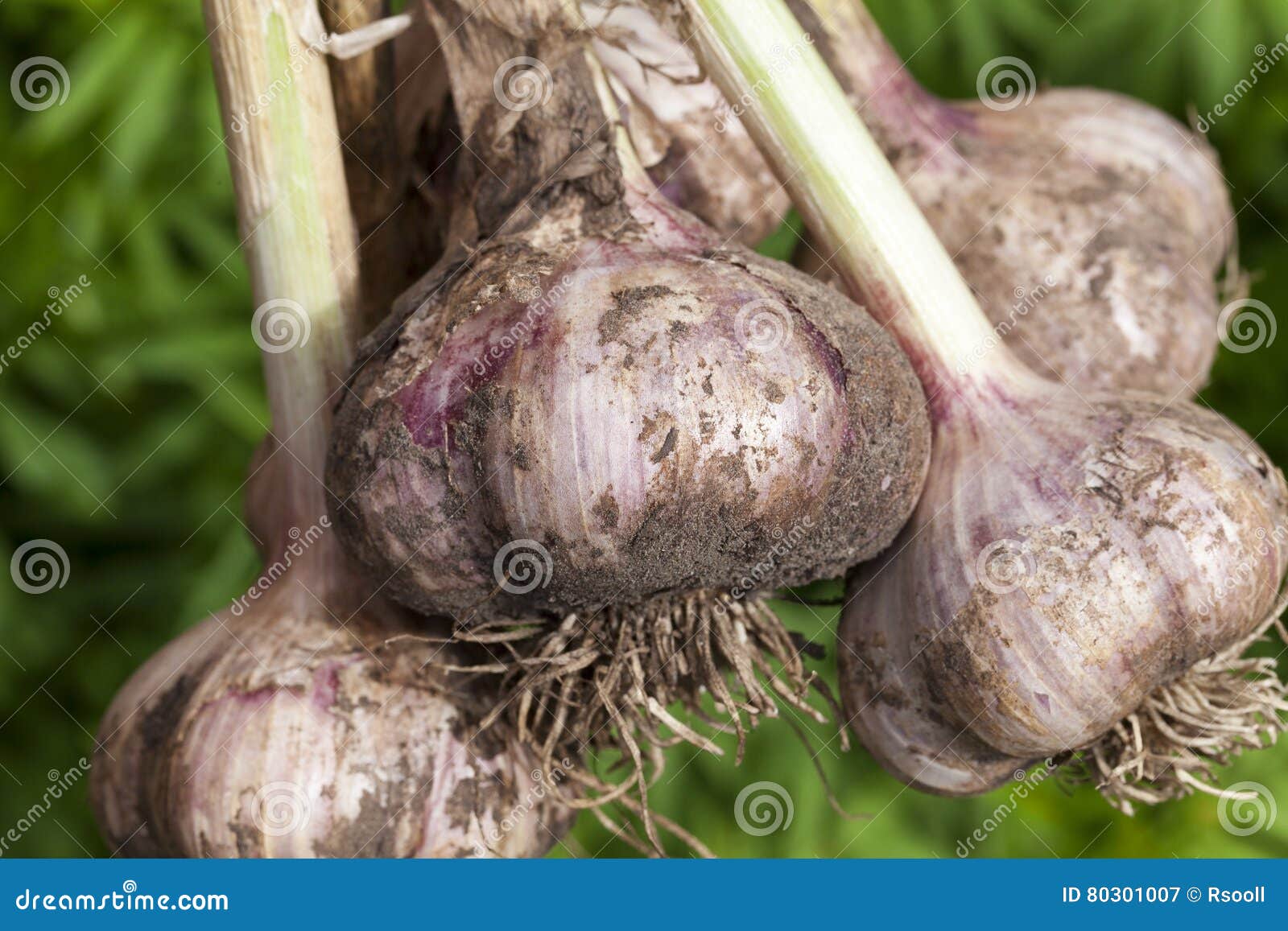 Raíz del ajo, primer imagen de archivo. Imagen de primer - 80301007