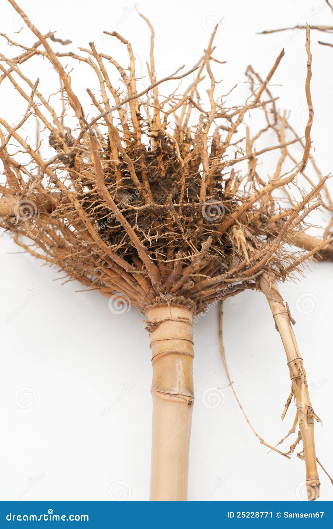 Raíz del bambú imagen de archivo. Imagen de pista, travieso - 25228771