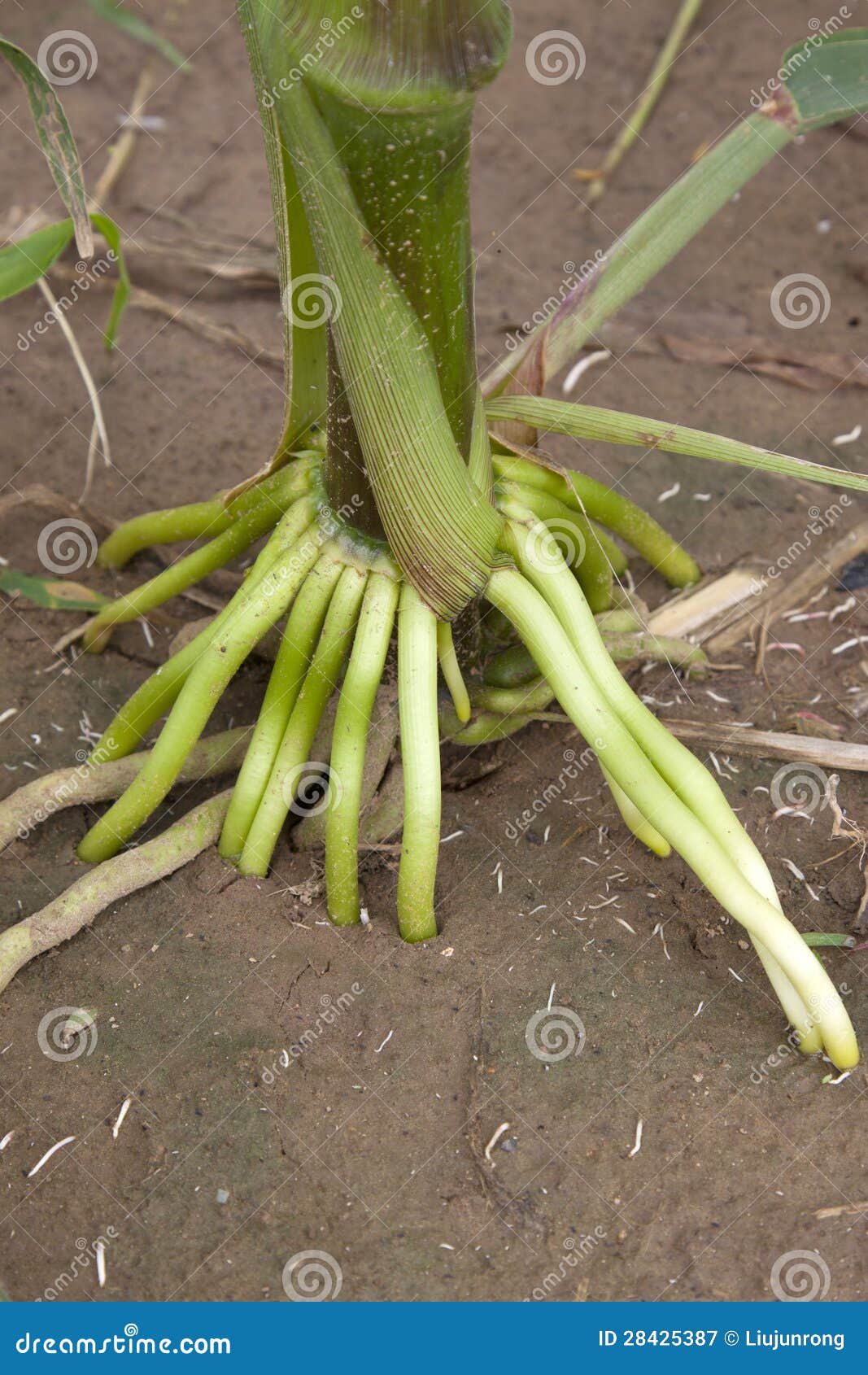 Raíz del maíz imagen de archivo. Imagen de plantas, vida - 28425387