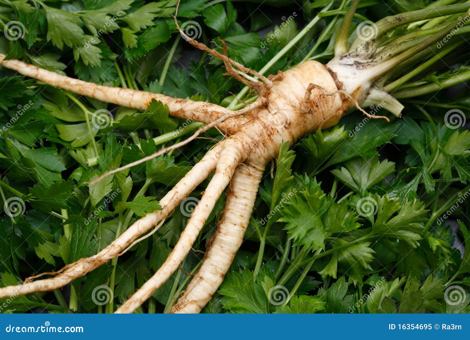 Raíz del perejil imagen de archivo. Imagen de fresco - 16354695