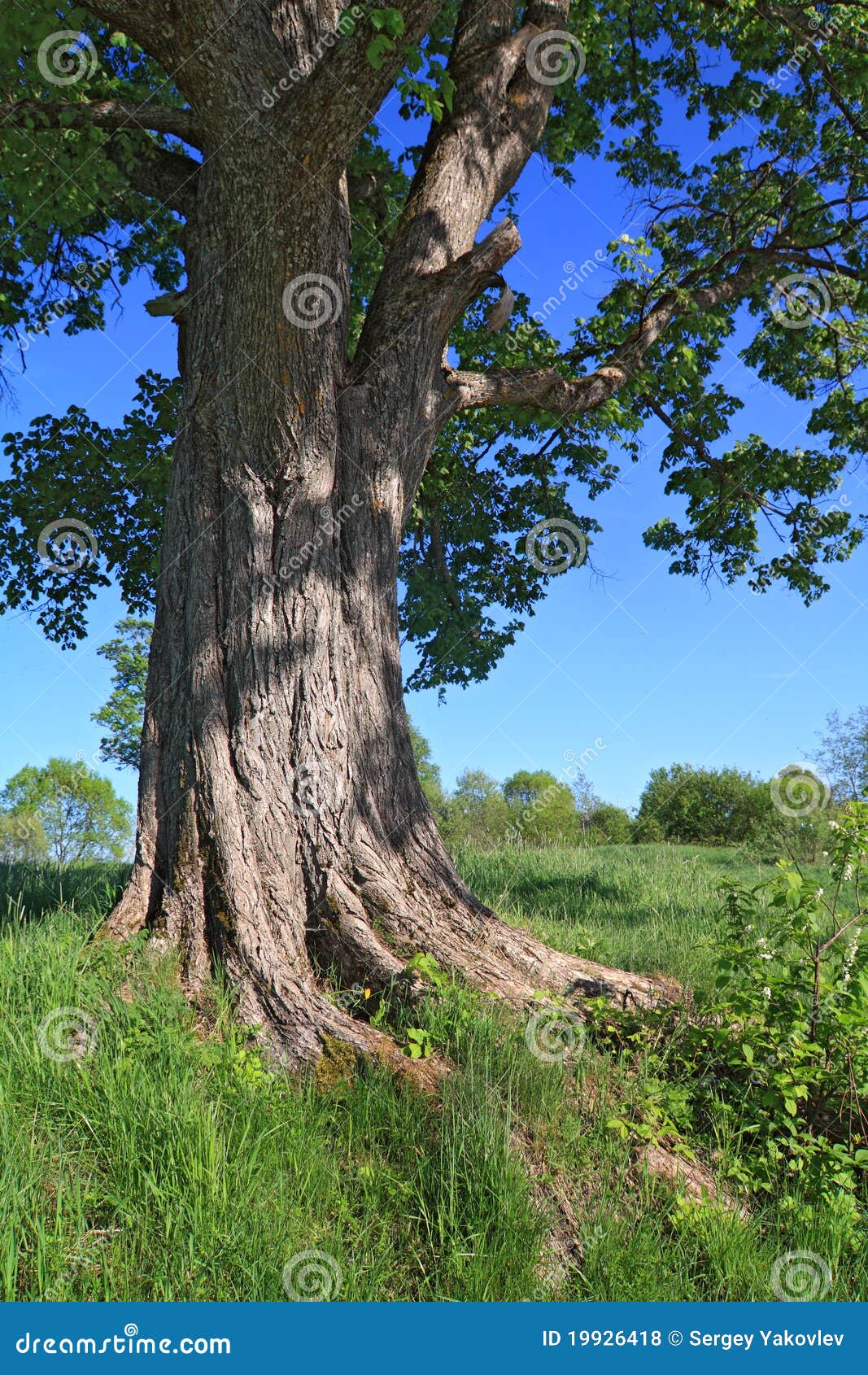 1,898 Raíz Del Roble Fotos de stock - Fotos libres de regalías de ...