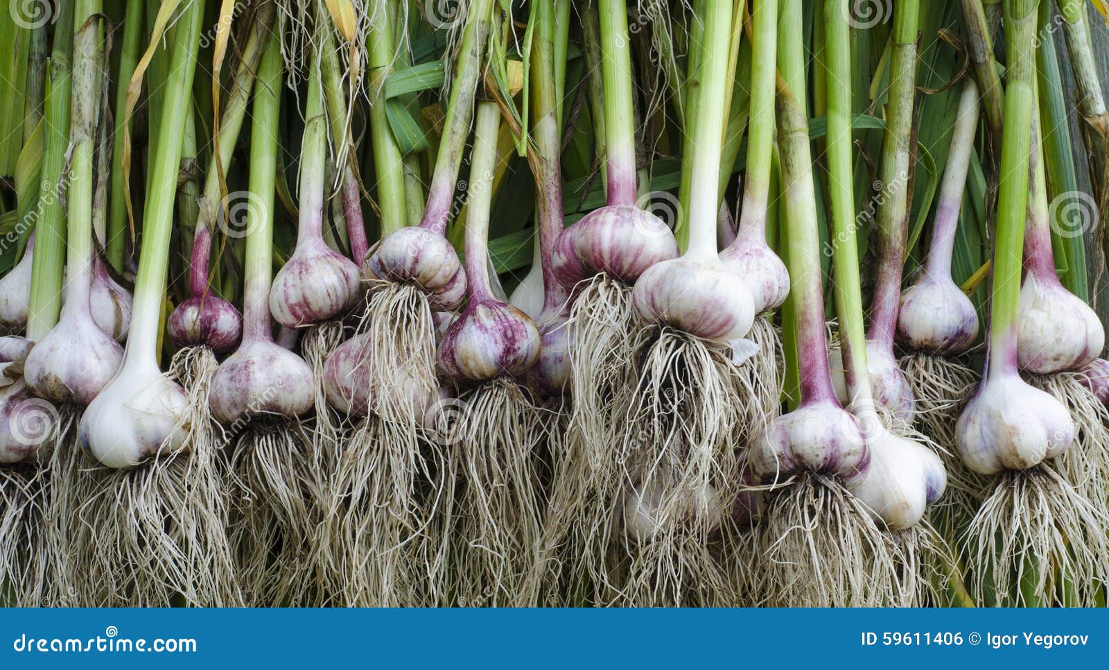 Raíz del tronco del ajo foto de archivo. Imagen de verde - 59611406