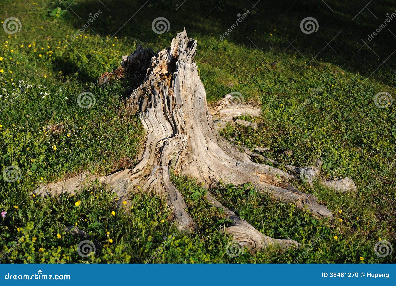 Raíz muerta del árbol foto de archivo. Imagen de envejecido - 38481270