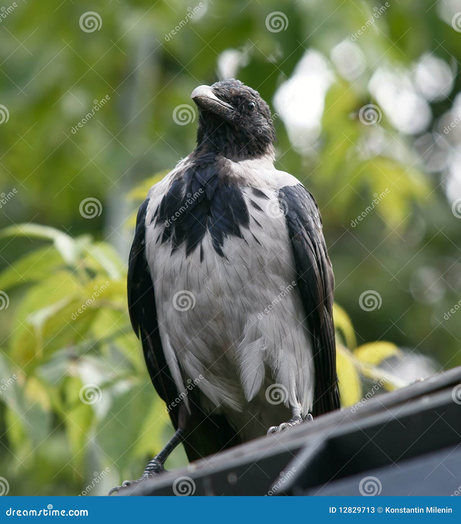 Raaf stock afbeelding. Image of veer, ornithologie, klauw - 12829713