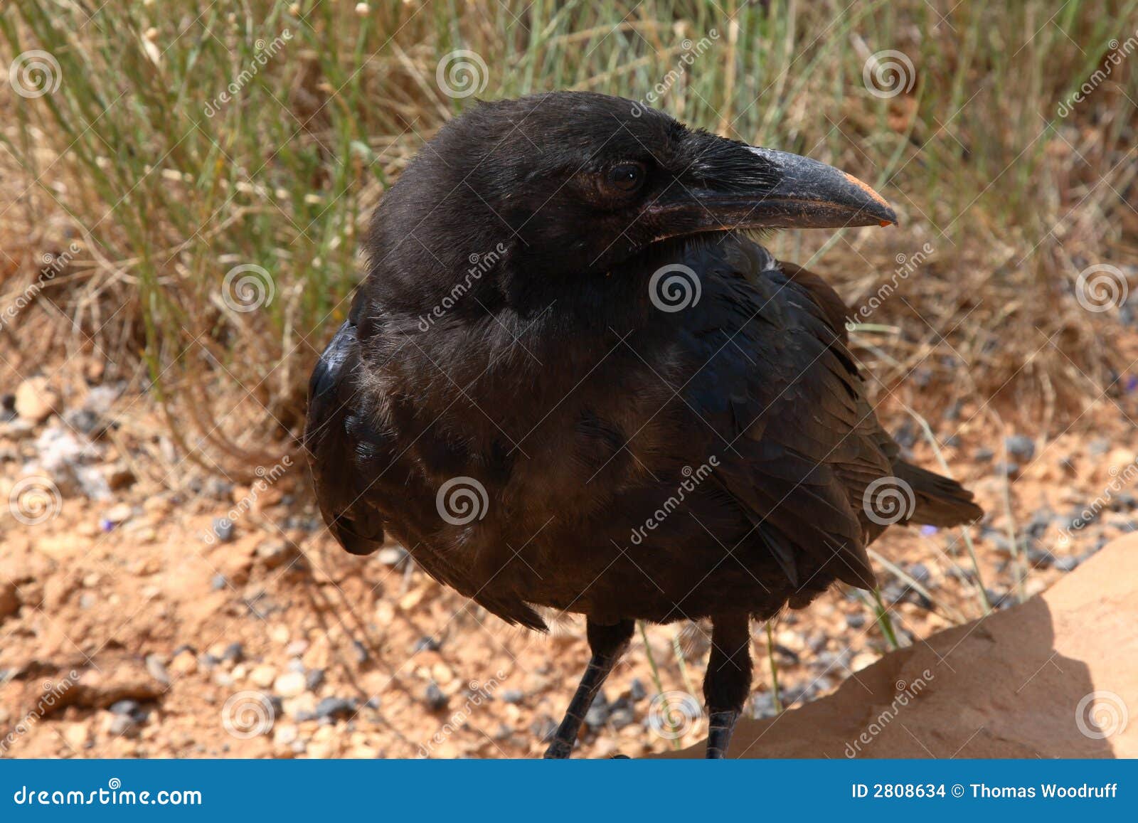 Raaf stock foto. Image of ornithologie, veren, zwart, vogel - 2808634