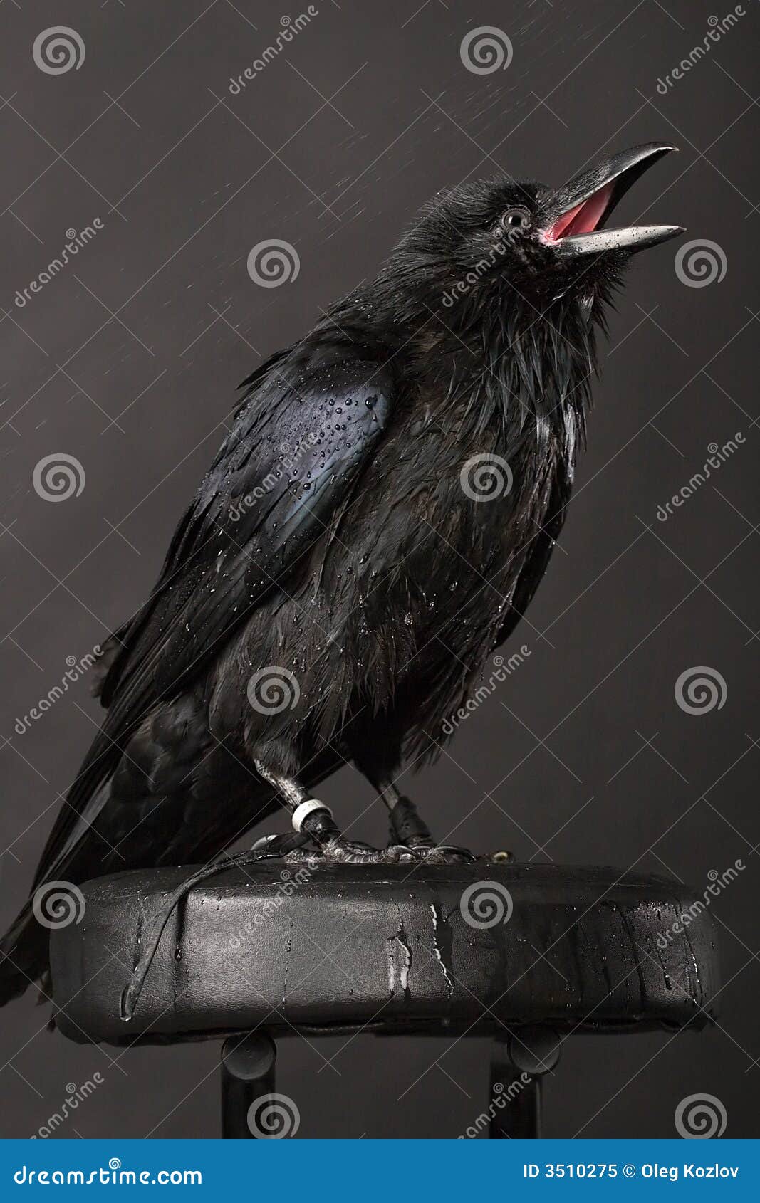Raaf stock afbeelding. Image of raaf, staar, vogel, dier - 3510275