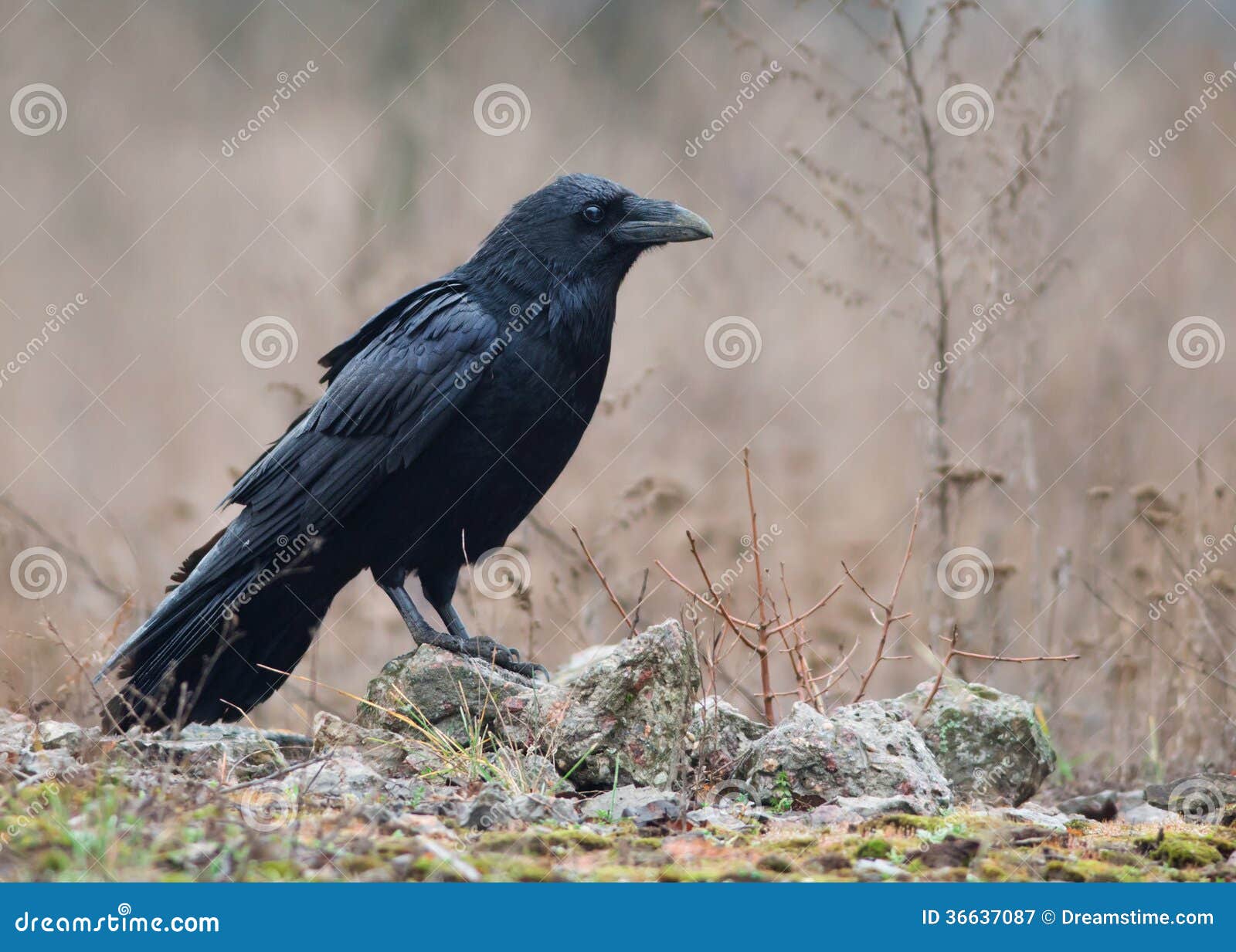 Raaf stock afbeelding. Image of dier, corvus, nave, vogel - 36637087