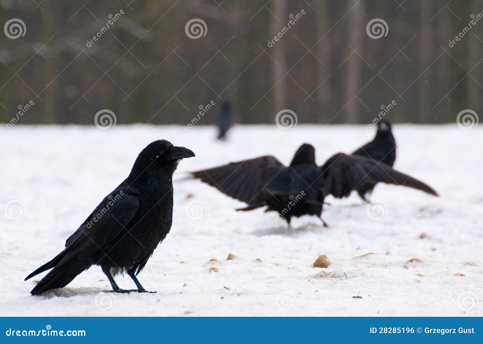 Raaf - Corvus corax stock foto. Image of sneeuw, dier - 28285196