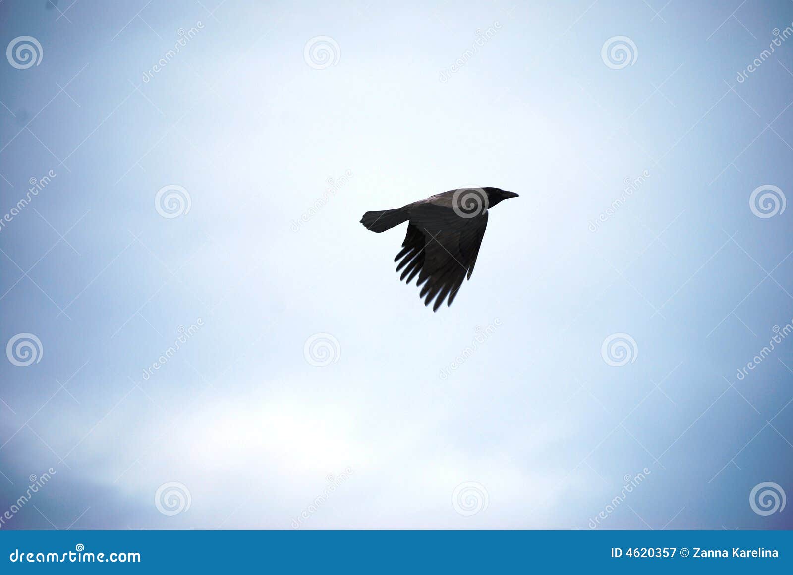 Raaf in de hemel stock afbeelding. Image of groot, dier - 4620357