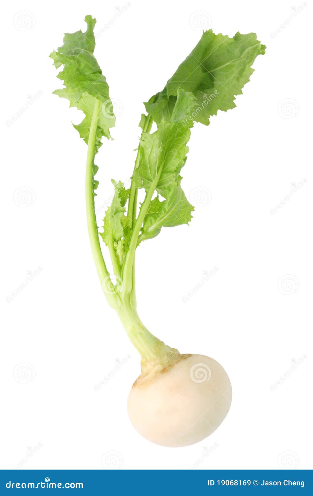 Raap stock afbeelding. Image of salade, vers, plantaardig - 19068169