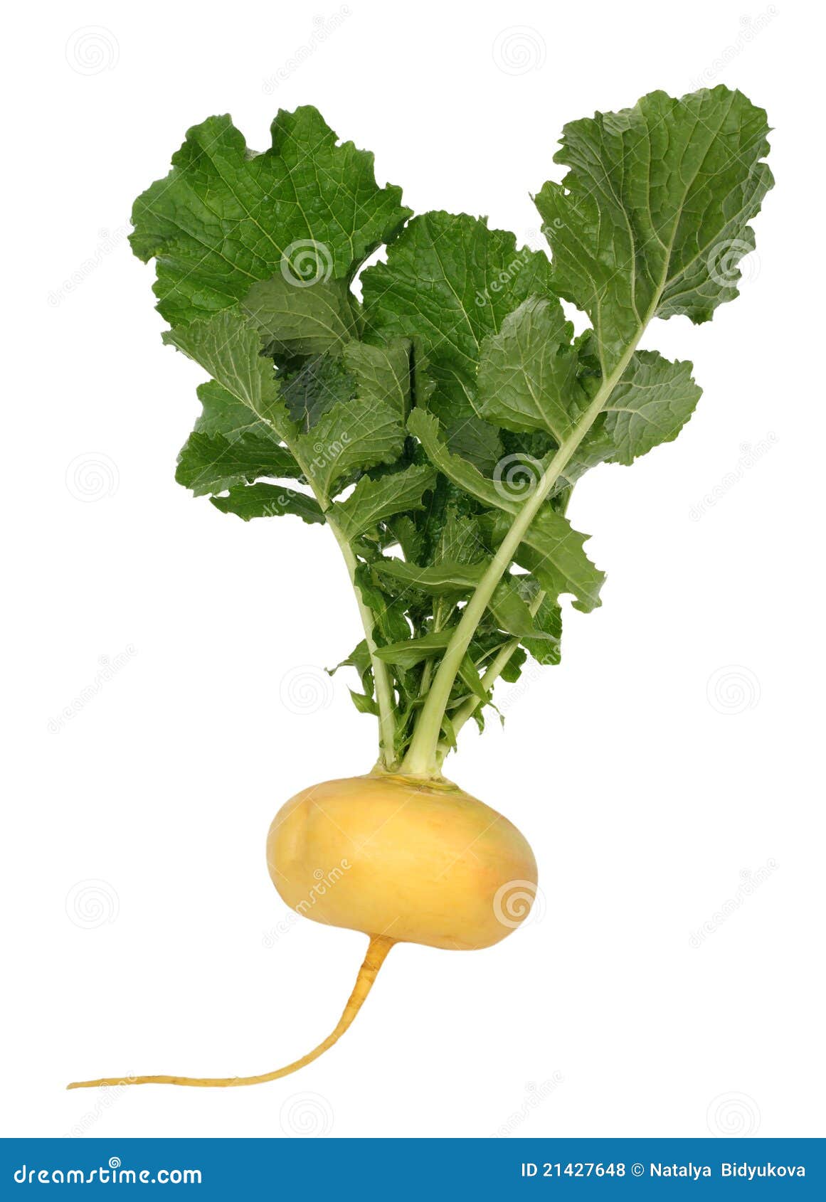 Raap stock foto. Image of versheid, kleurrijk, koken - 21427648