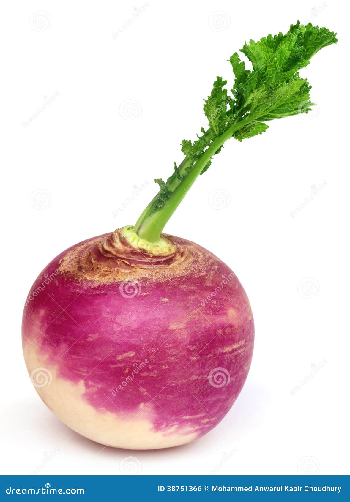 Raap stock foto. Image of ingrediënt, vers, voedsel, naughty - 38751366