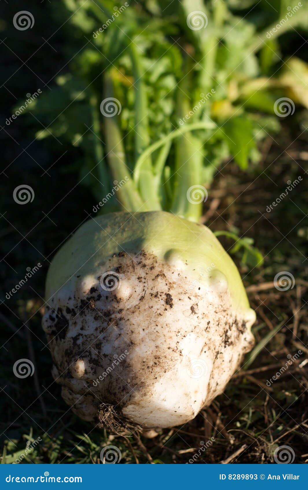 Raap stock afbeelding. Image of ingrediënten, raap, wortels - 8289893