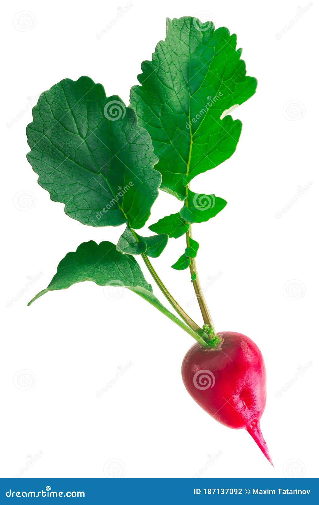 Rabanete Com Foliage Raphanus Raphanistrum Isolado Com Caminhos De ...