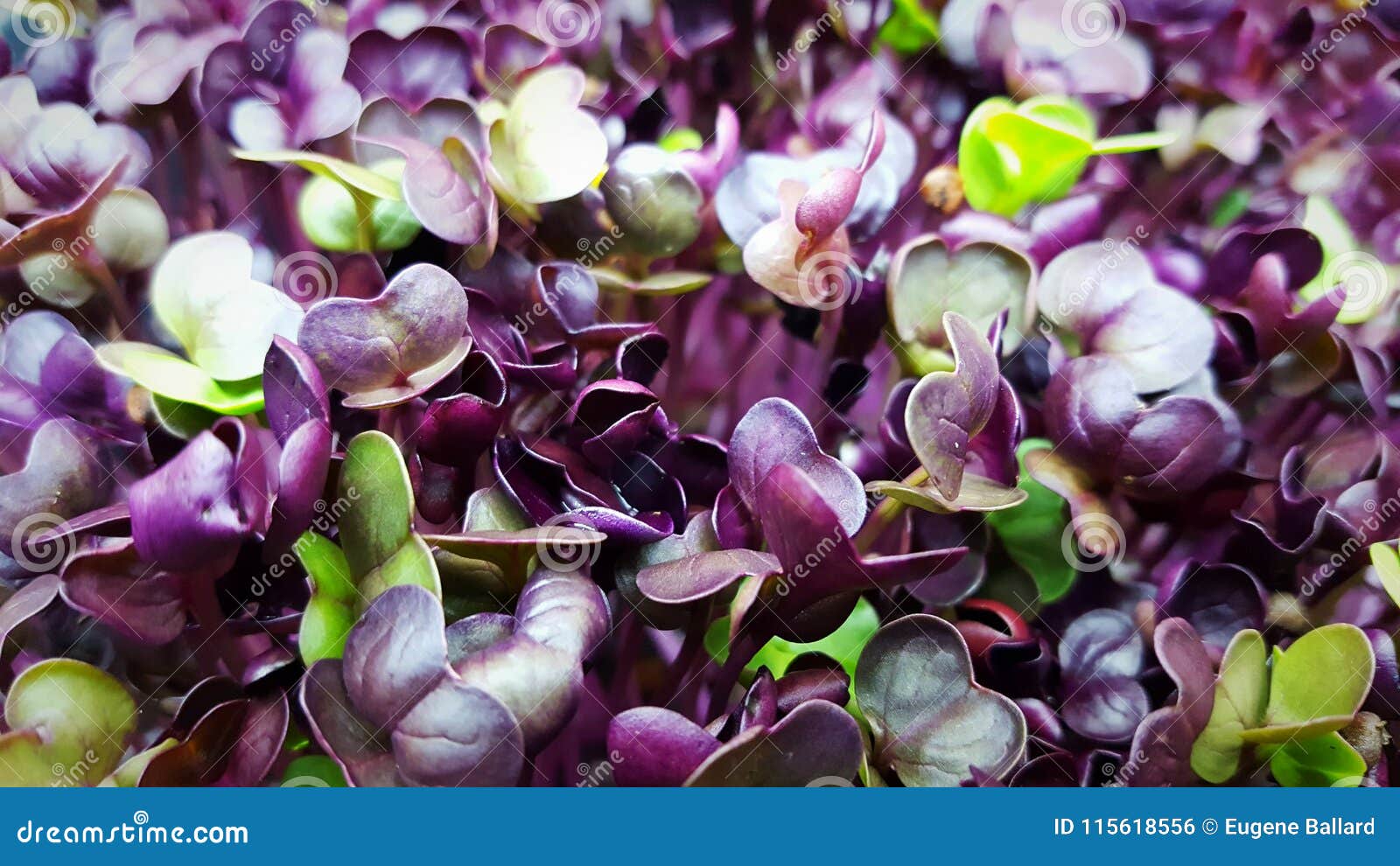 Rabanete Roxo Microgreens De Rambo Foto de Stock - Imagem de folha ...