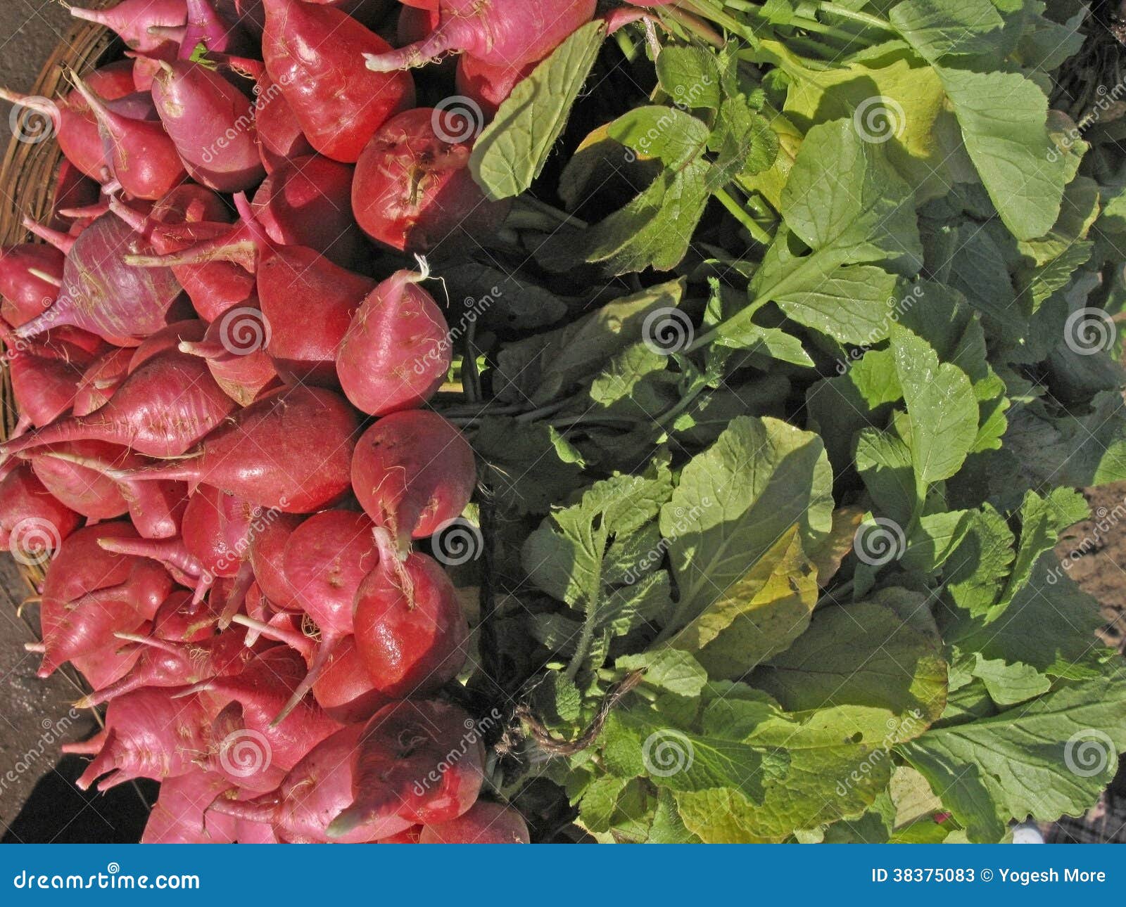 Rabanete Vermelho, Raphanus Sativus Imagem de Stock - Imagem de ...