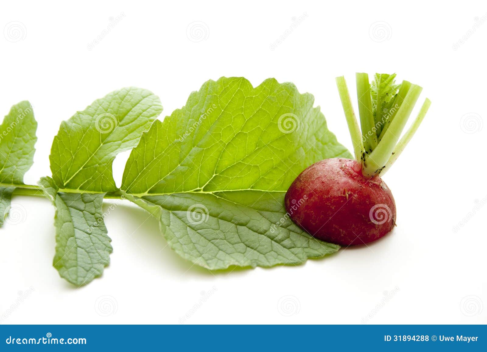 Rabanetes com folha foto de stock. Imagem de vermelho - 31894288