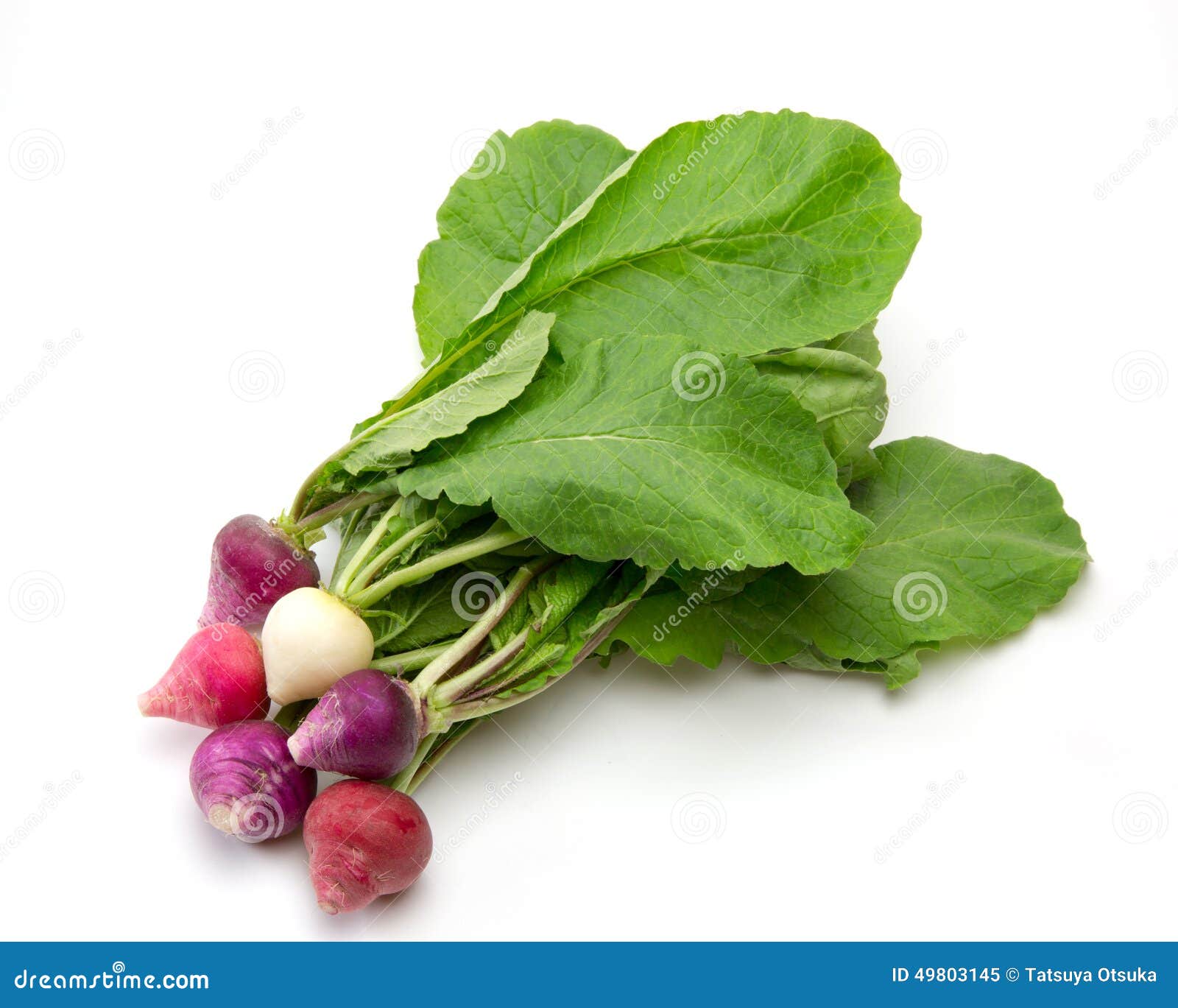 Rabanetes Com Folhas Em Um Fundo Branco Imagem de Stock - Imagem de ...